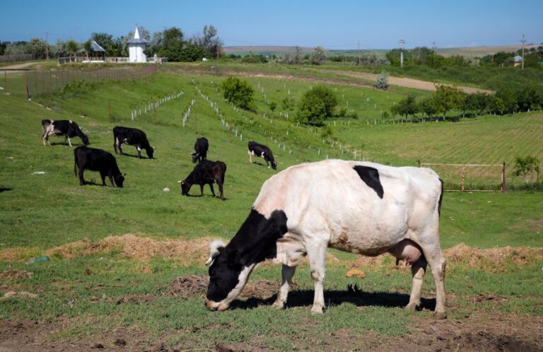 Dr. Andrew Fidler Appointed as Arkansas's New State Veterinarian