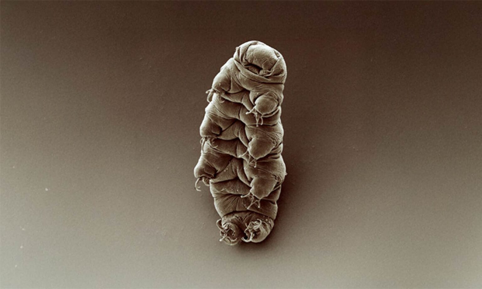 Rare Footage Captures the Birth of Water Bears in Action