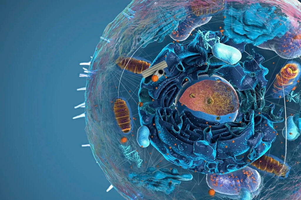 Cells Reveal More Membraneless Organelles, Challenging Biology's ...