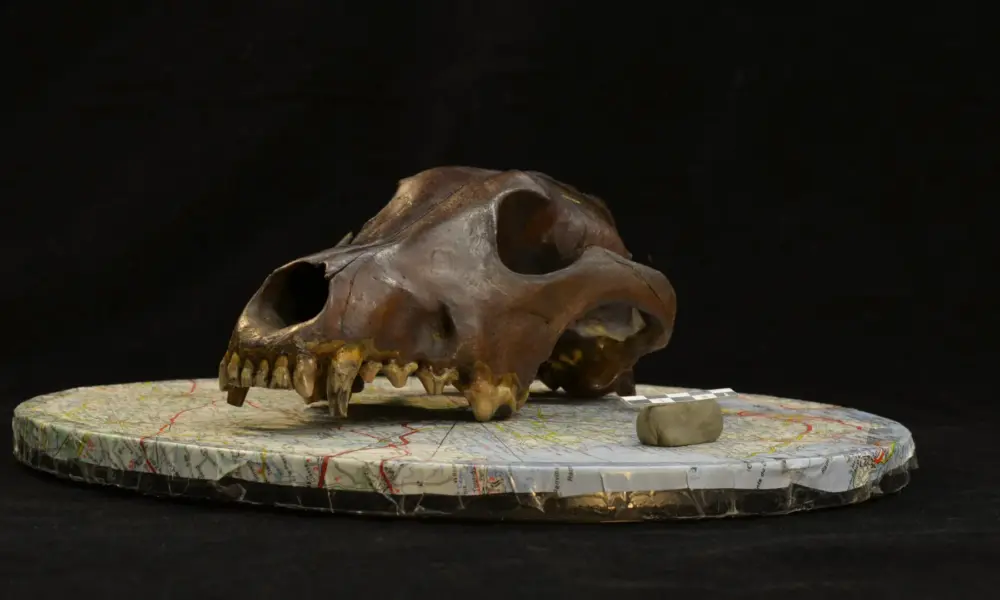 Ancient Dog Skulls Challenge Views on Canine Evolution
