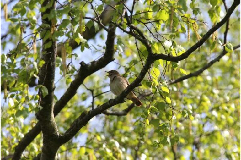 Nightingales Showcase Vocal Mastery in Territorial Duels